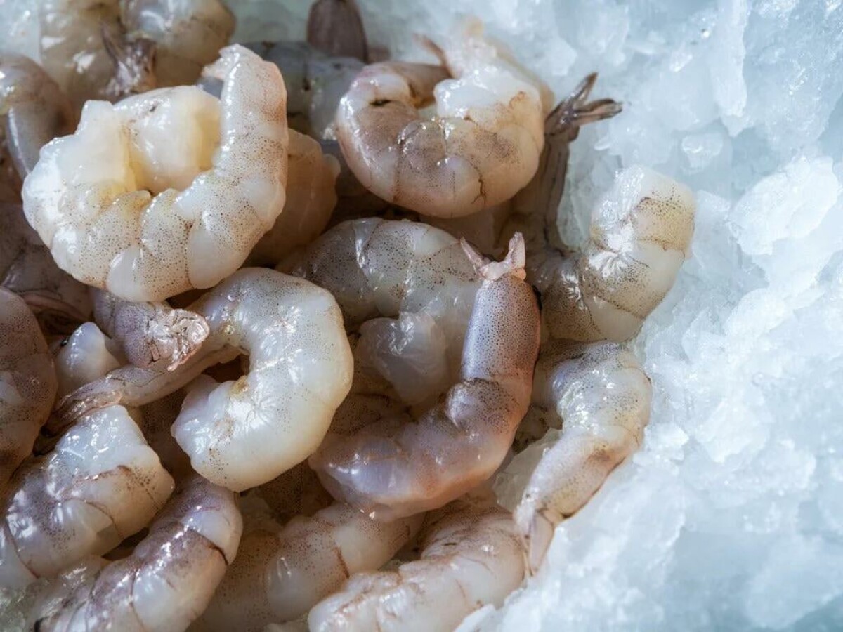 Arctic Shrimp